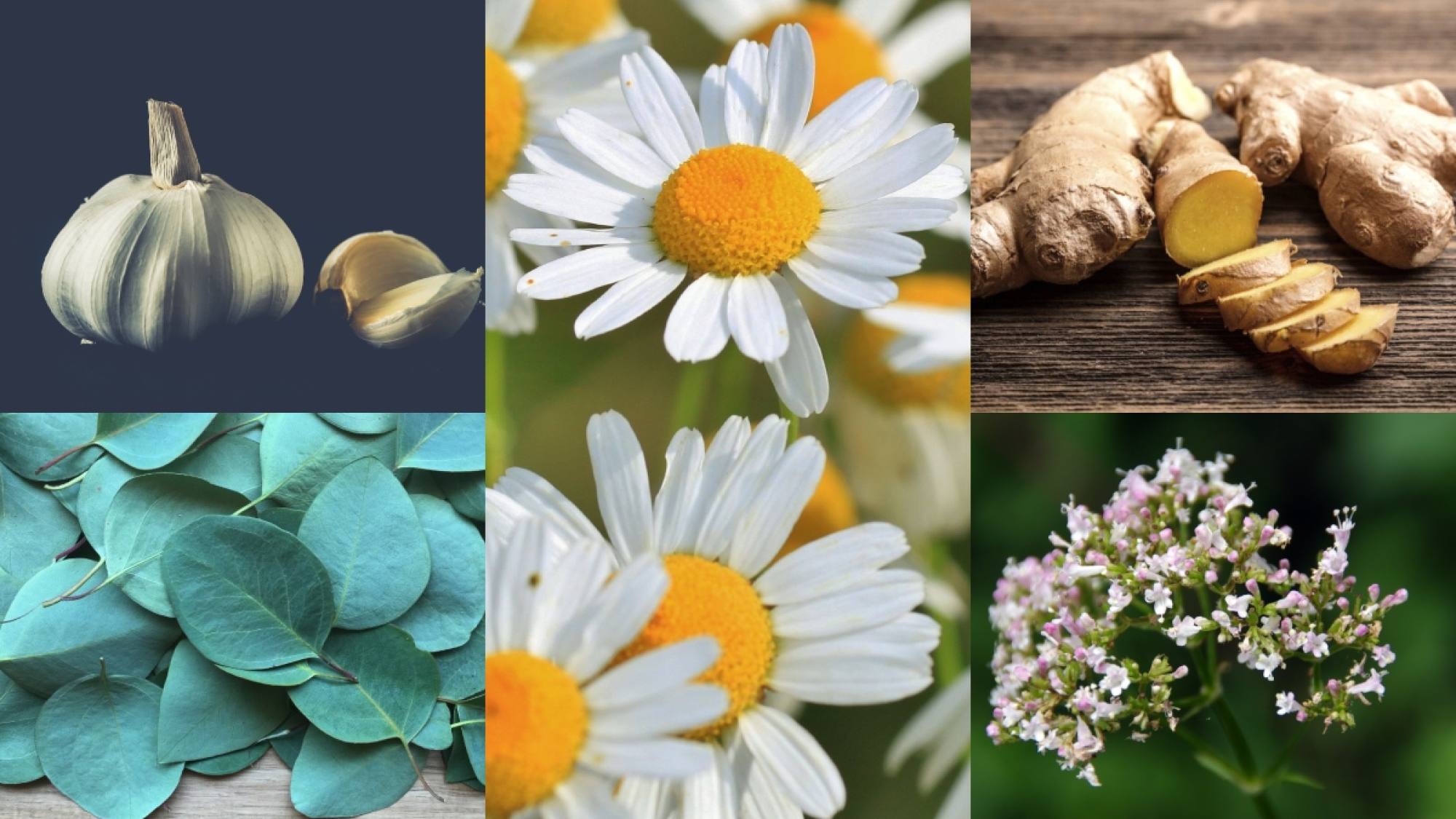 5 plantas medicinales más utilizadas y sus beneficios