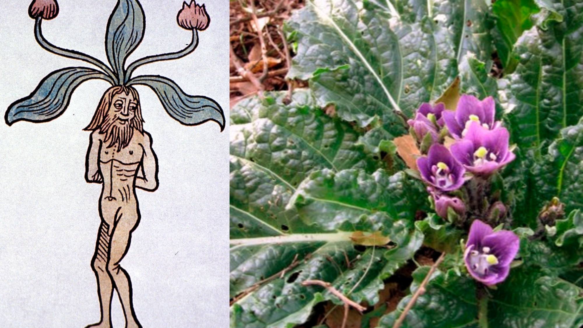 Herbolaria: propiedades mágicas y curativas de la mandrágora