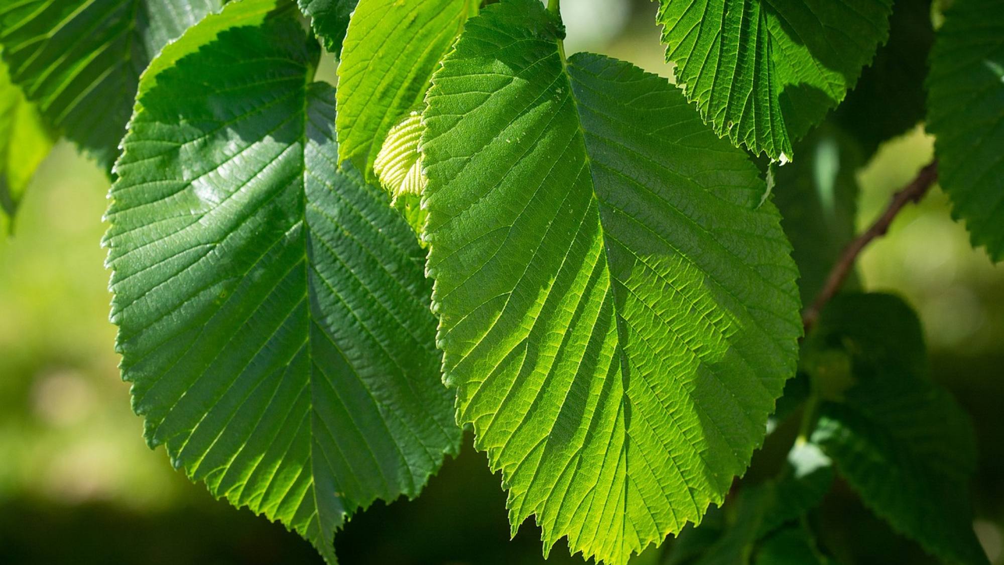 Herbolaria: propiedades mágicas y curativas del olmo